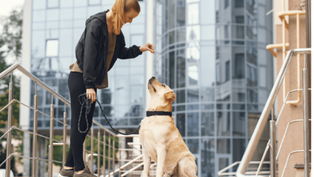 Conducta y bienestar animal: señales de estrés en mascotas